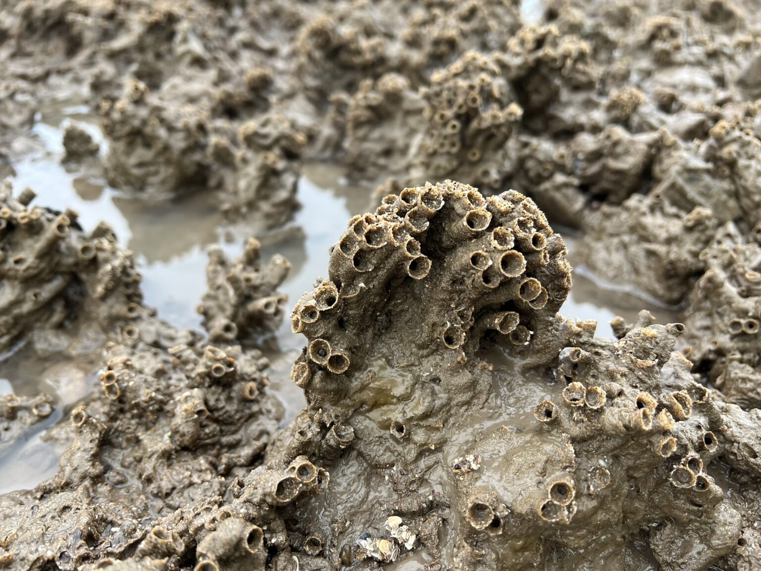 Protected Habitats: Sabellaria spp. Reefs - Eco Marine Consultants